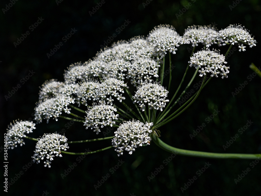 Laserpitium latifolium, Laser à feuilles larges, une espèce végétale à ...