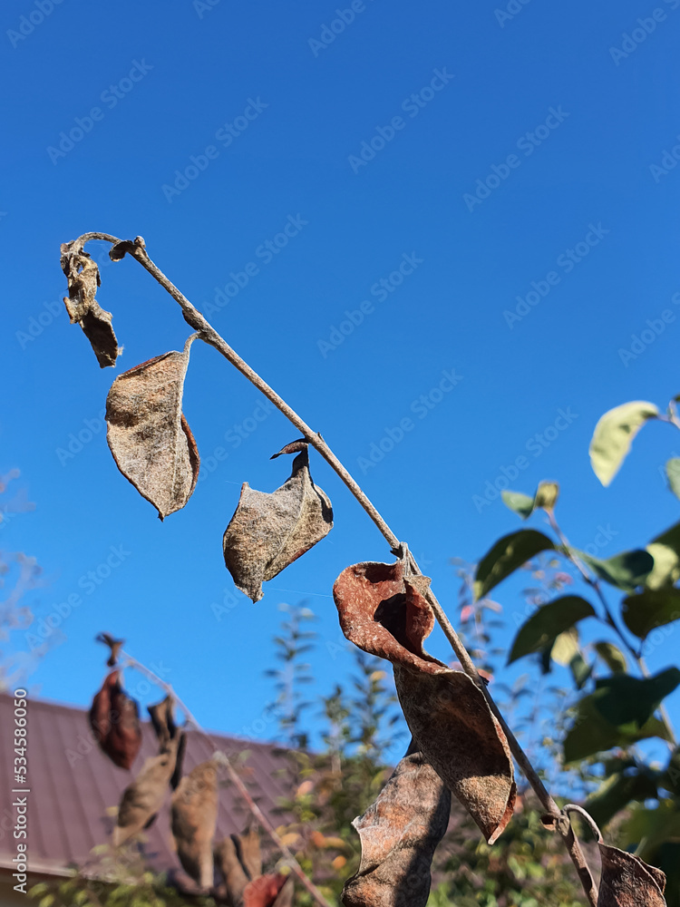Fire blight on a quince tree branch caused by the bacteria Erwinia ...