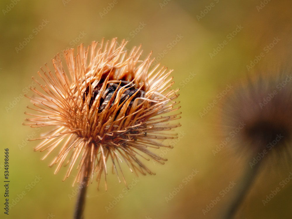 A dried bur is a sure sign of Autumn in Upstate NY. Fall brings out the ...
