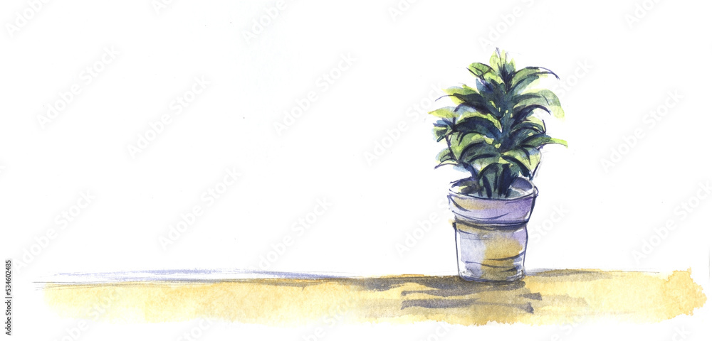 Houseplant flower in pot. Ficus dracaena. Lush large wide green leaves ...