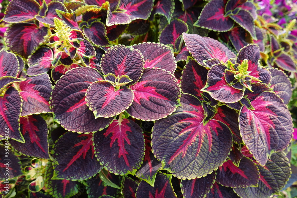 Coleus is a genus of annual or perennial herbs or shrubs, sometimes ...