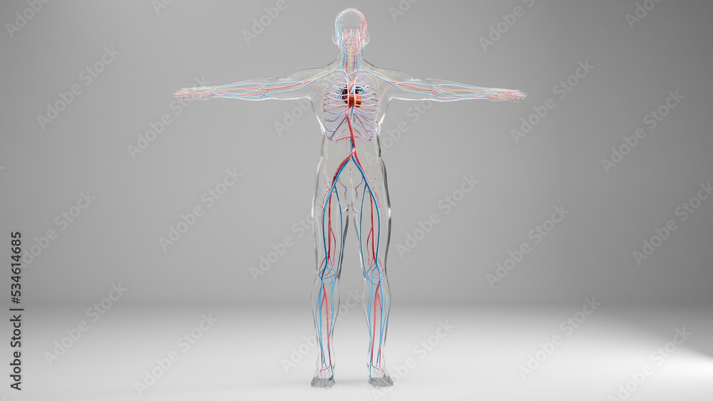 Plakat Human arterial and venous circulatory system, Medically accurate ...