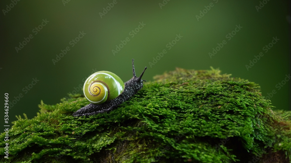 Cuban snail (Polymita picta) world most beautiful land snails from Cuba ...