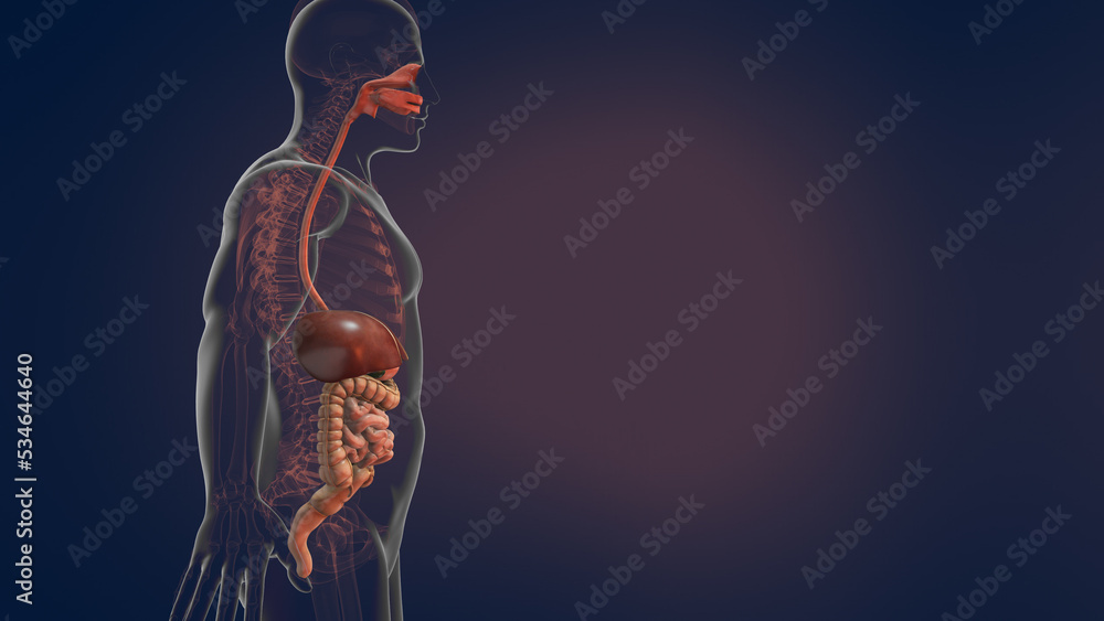 Anatomy of human digestive system 3D Stock Illustration | Adobe Stock