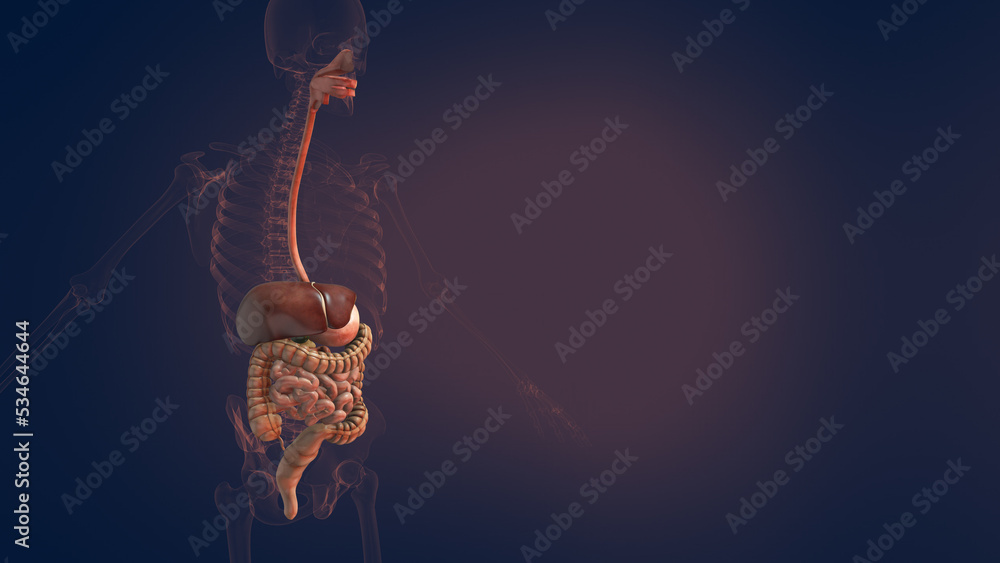Anatomy of human digestive system 3D Stock Illustration | Adobe Stock