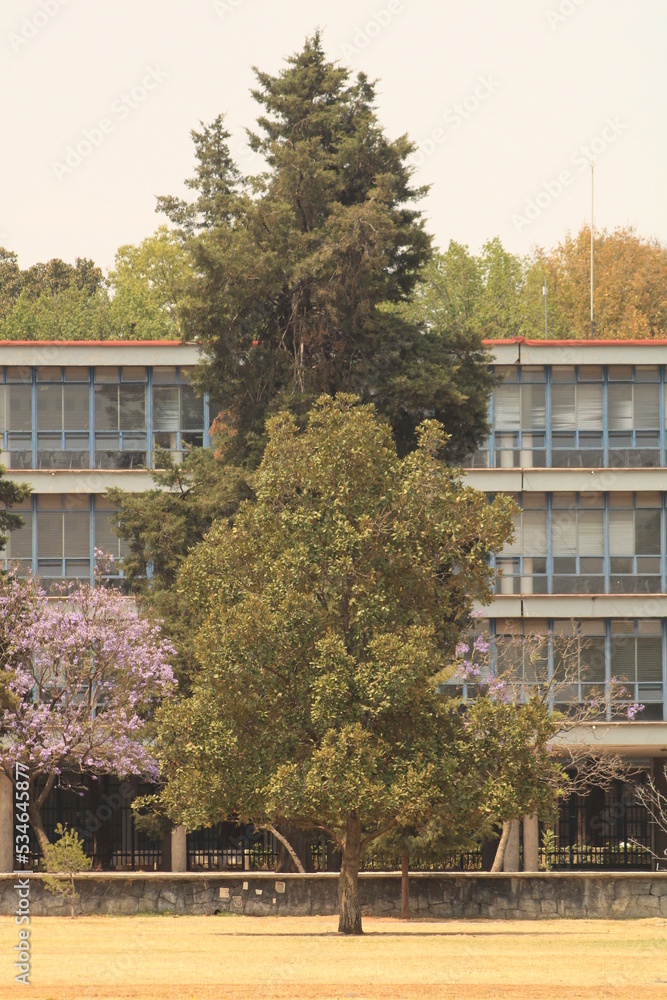 Imagen de arbol en primer plano con una facultad de la UNAM de fondo ...
