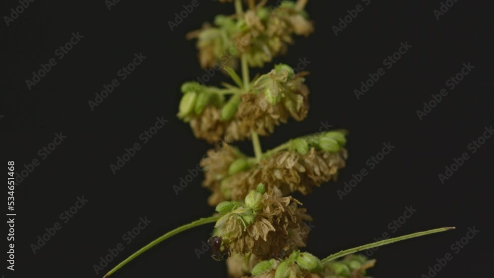 The male hemp flowers are in full bloom and are released to the female ...