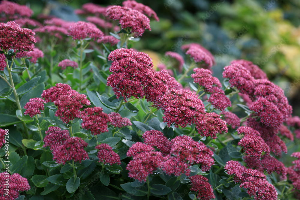 Beautiful pink Sedum spectabile flowers are growing in the autum garden ...
