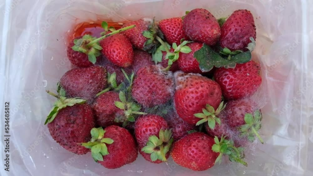 Rotten strawberries. Mold on berries. Rotten product. Spoiled food ...