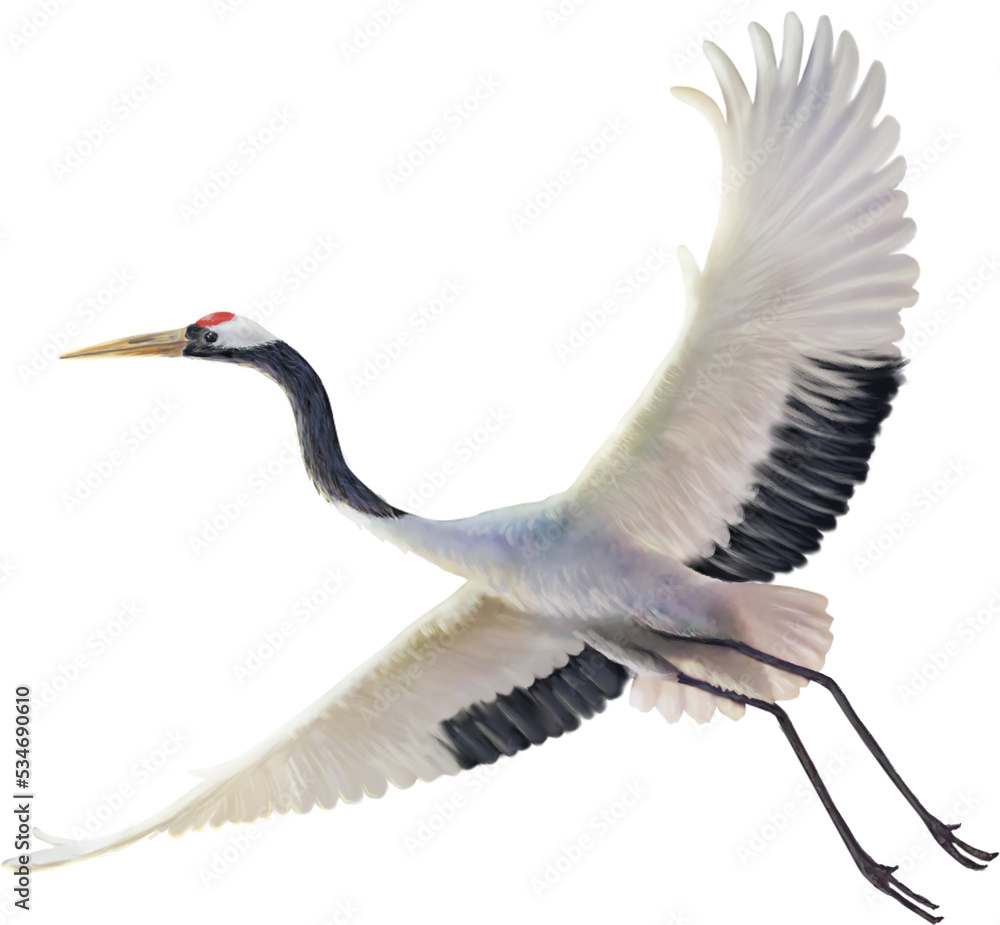 red crowned crane paint Stock Illustration | Adobe Stock