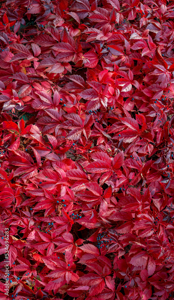 Cover page with beautiful colorful red and pink vine leaves like ...