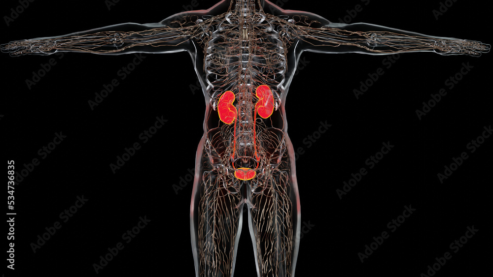 renal system, Kidneys, medically accurate male anatomy organ scan ...