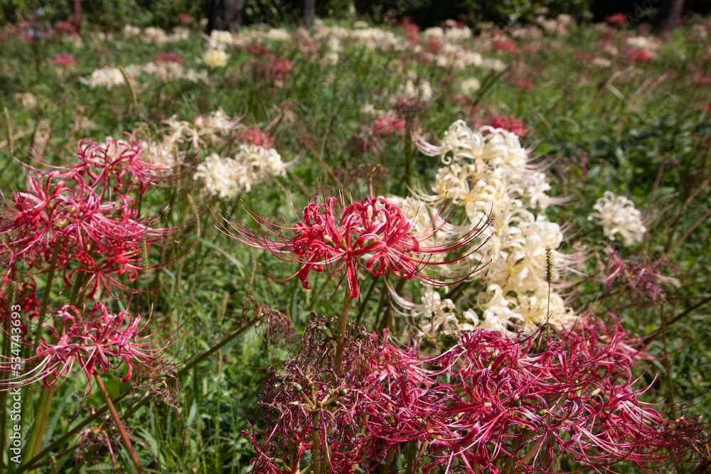 Red spider lilies in Tokyo, Japan Stock Photo | Adobe Stock