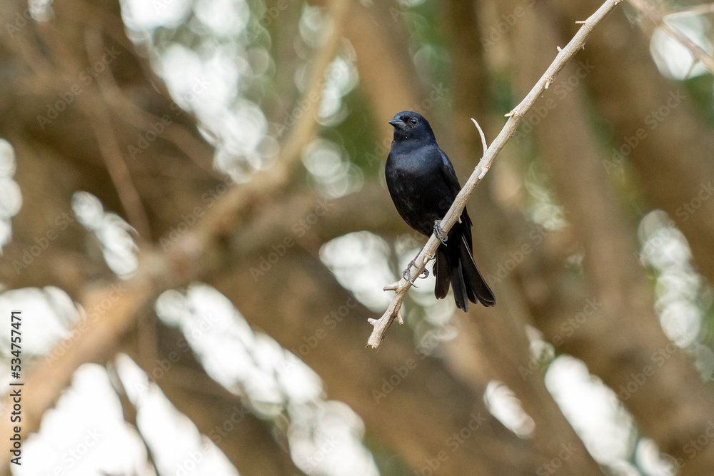 The Shiny Cowbird also Know as Chupim or Mirlo. All the beauty and the ...