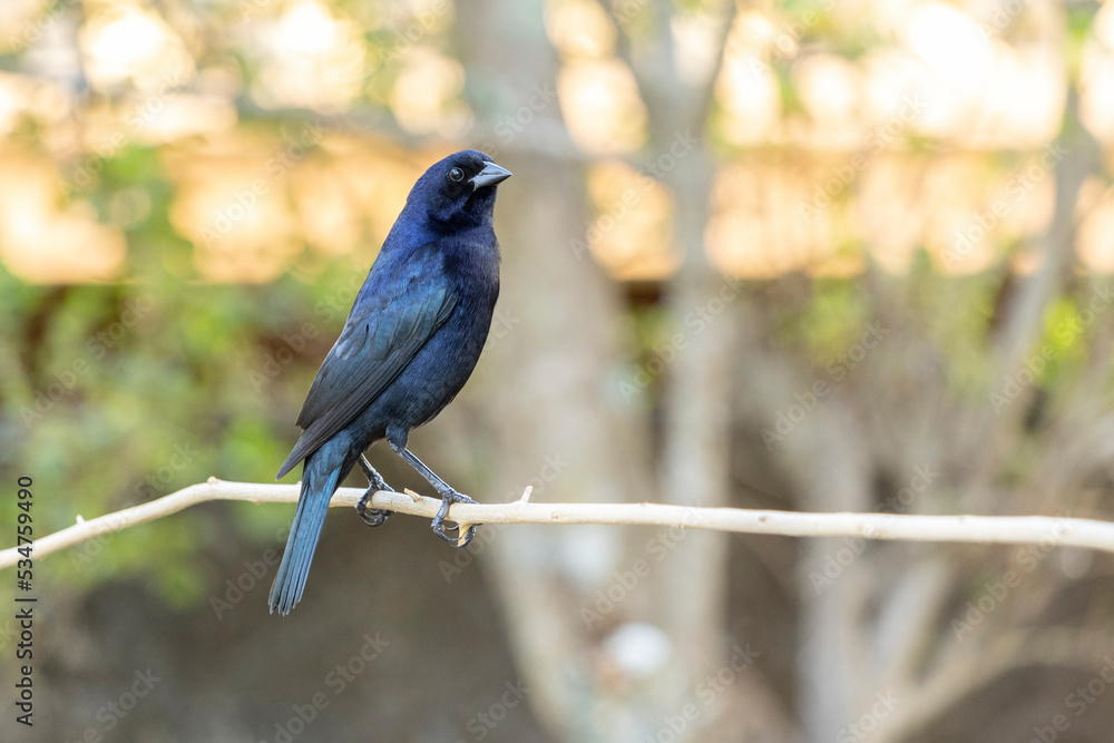 The Shiny Cowbird also Know as Chupim or Mirlo. All the beauty and the ...