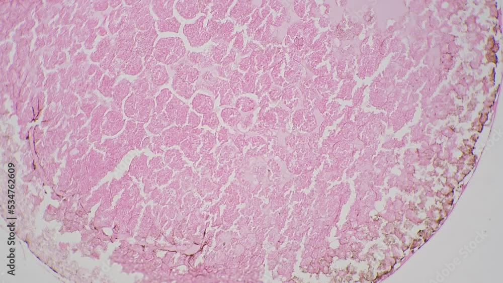 Simple-cell of egg of frog filmed in static under microscope with 100x ...