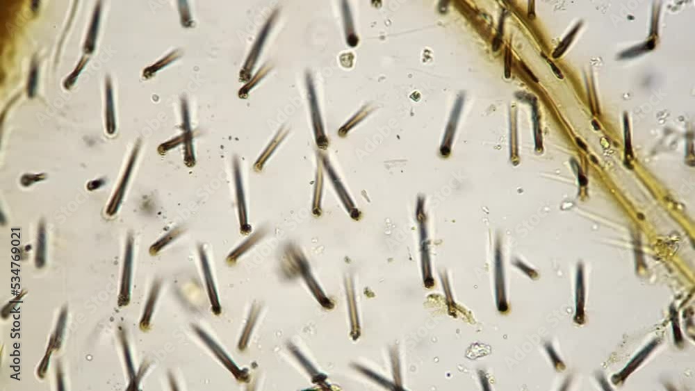 Microscope footage of honeybee wing under 400x on bright field filmed ...