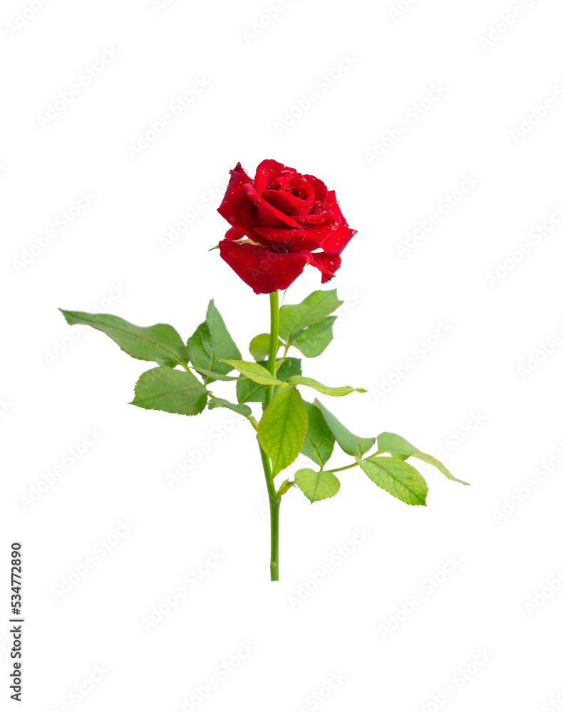 Beautiful single red rose flower on stem with leaves isolated on white ...