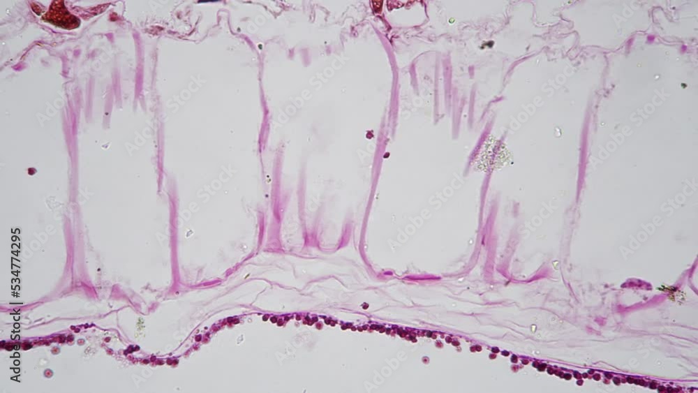 Video Stock Matuer anther of Lilium in transversal section under ...