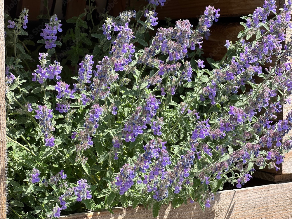 Flowering plant Nepeta faassenii also known as catmint and Faassen's ...