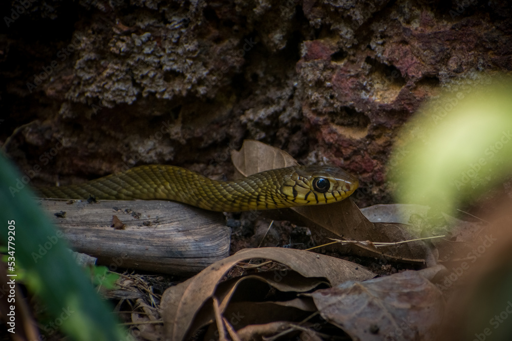 Ptyas mucosa, commonly known as the oriental ratsnake, Indian rat snake ...