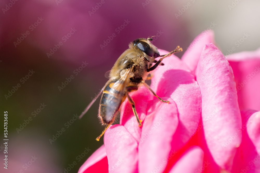 Eristalis tenax is a hoverfly, also known as the drone fly... Stock ...