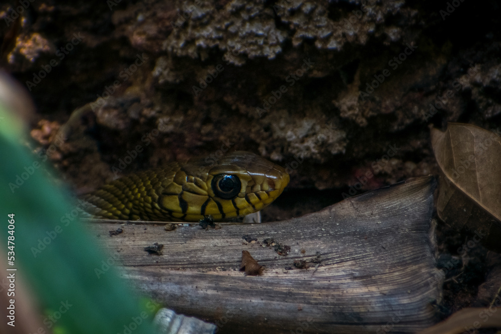 Ptyas mucosa, commonly known as the oriental ratsnake, Indian rat snake ...
