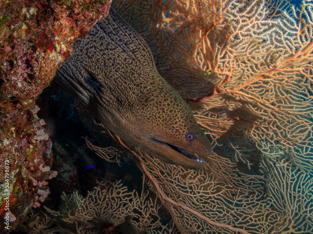 Foto de The giant moray (Gymnothorax javanicus) is a species of moray ...