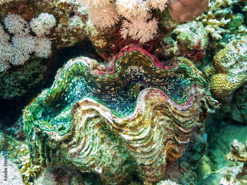The maxima clam (Tridacna maxima), also known as the small giant clam ...