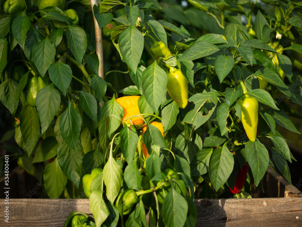 bell peppers ripen in a greenhouse in the country Photos | Adobe Stock