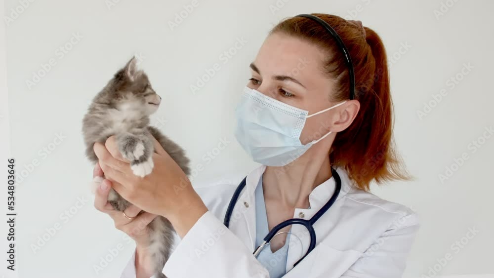 Girl veterinarian holds in the hands of a Little kitten. Vet doctor ...