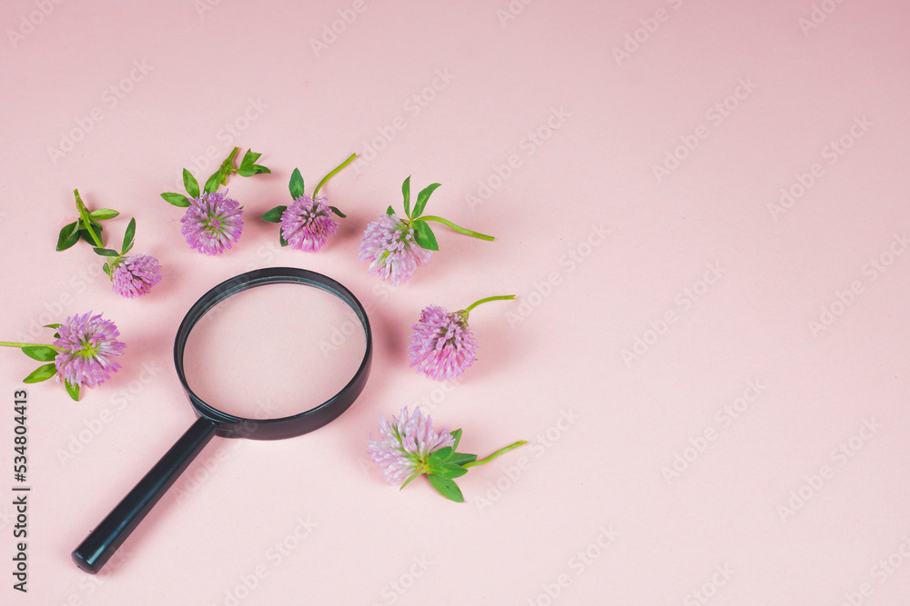 Magnifying glass on the pink background surrounded by red clover ...