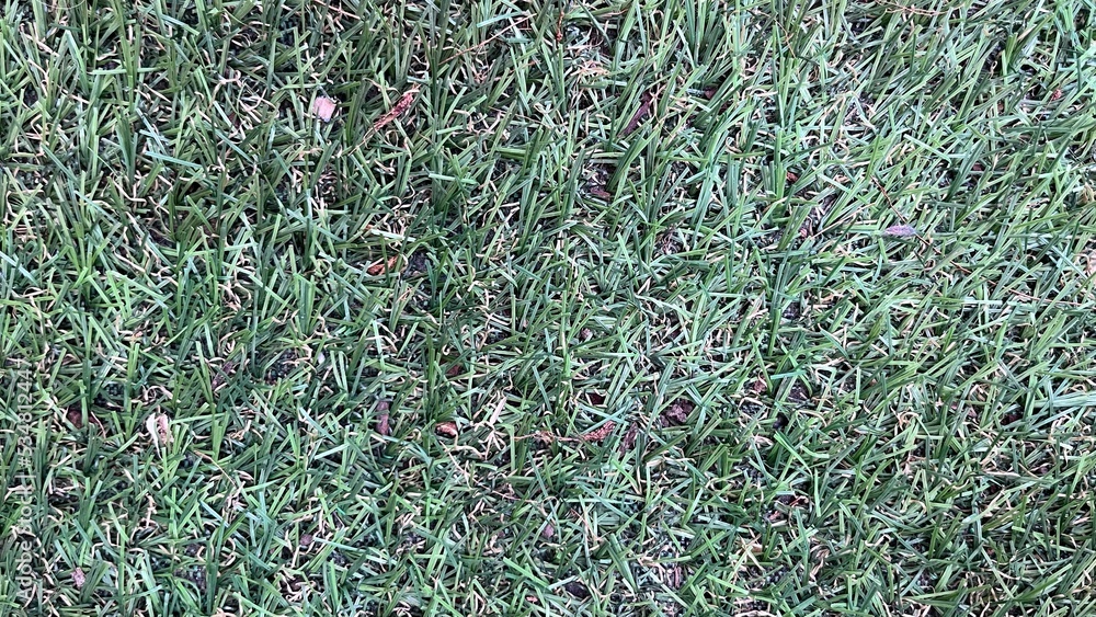 Grass texture. grass texture. Background. Green-wallpaper. Natural ...