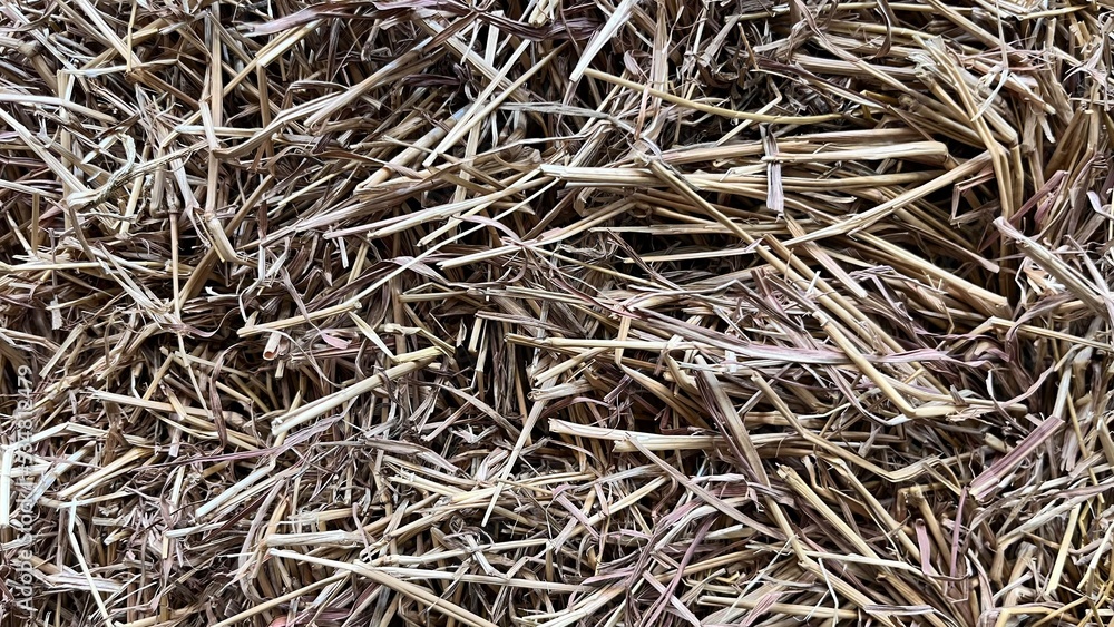 Grass texture. grass texture. Background. Green-wallpaper. Natural ...