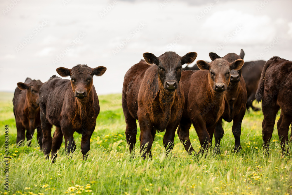 Angus calves in a grassy paddock Stock Photo | Adobe Stock