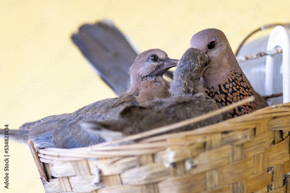 Little brown dove female (spilopelia senegalensis) feeding her ...