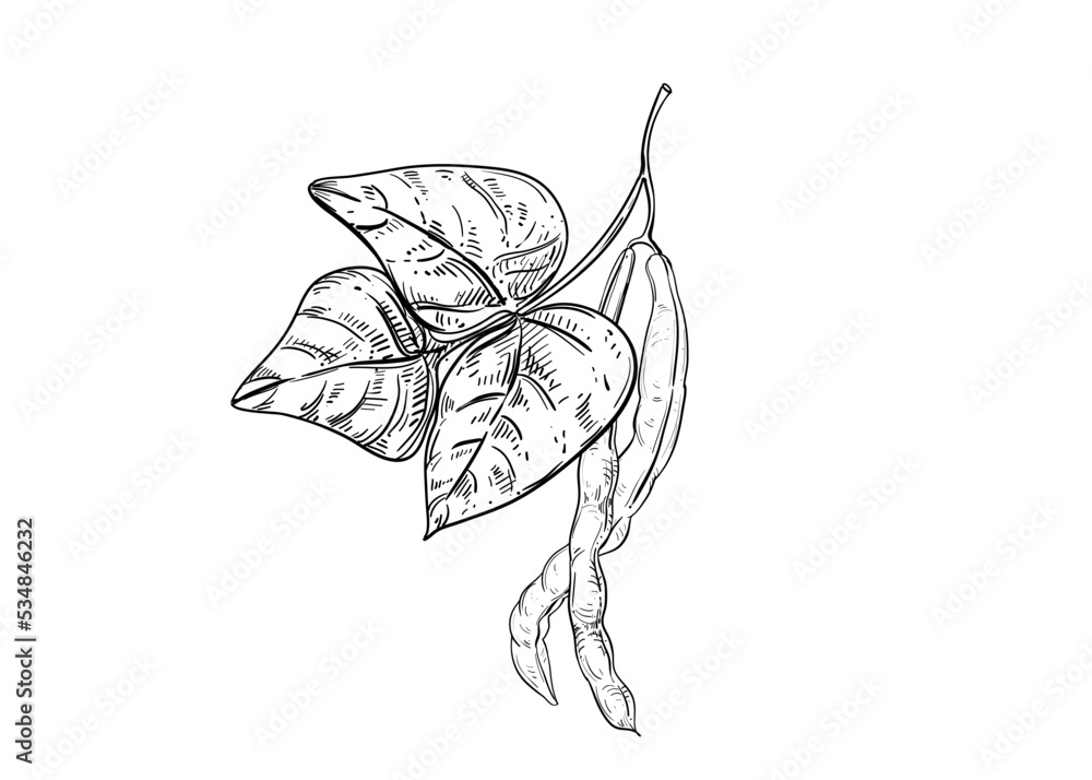 Hand drawn sketch black and white illustration set of green bean, leaf ...