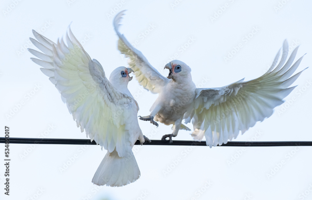Two White Parrots fighting on a Power line - Little Corellas ...
