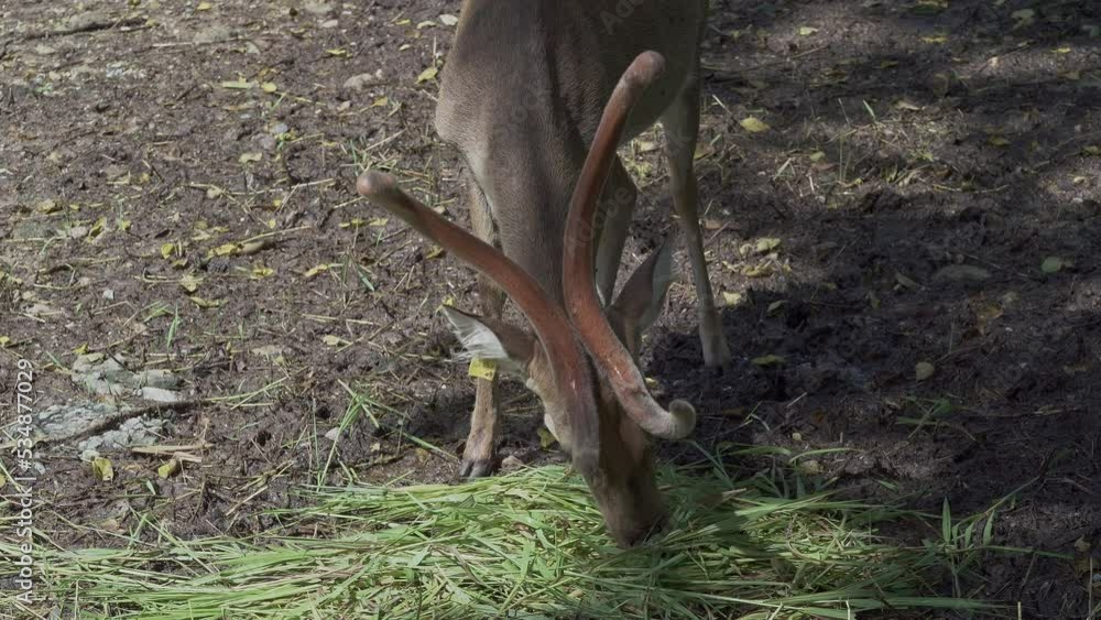 Close-up portrait. A male deer with young growing antlers eats grass ...