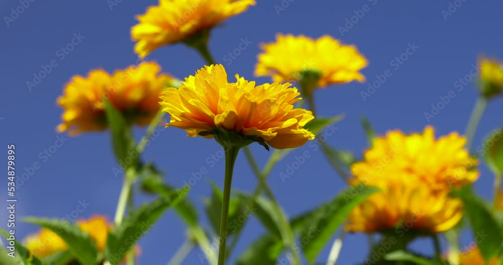 Orange flowers in windy weather, orange flowers swing in the wind Stock ...
