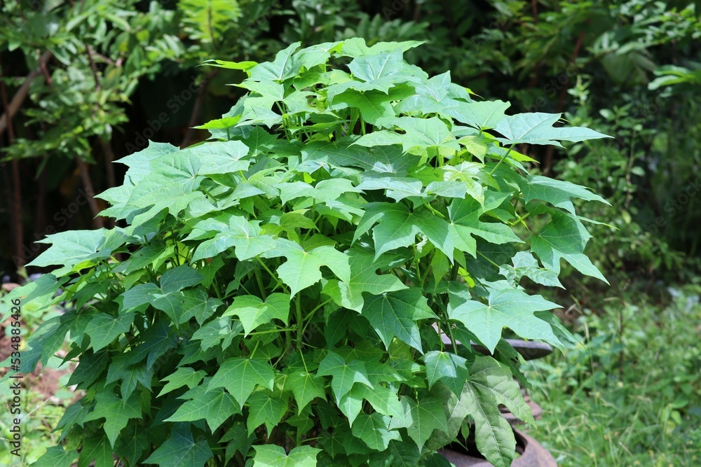 Organic vegetable growing Cnidoscolus aconitifolius,chaya tree,tree ...