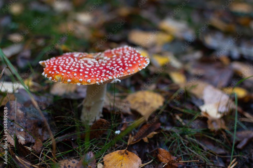 venomous, wild, natural, biology, cap, fall, moss, ground, muscaria ...
