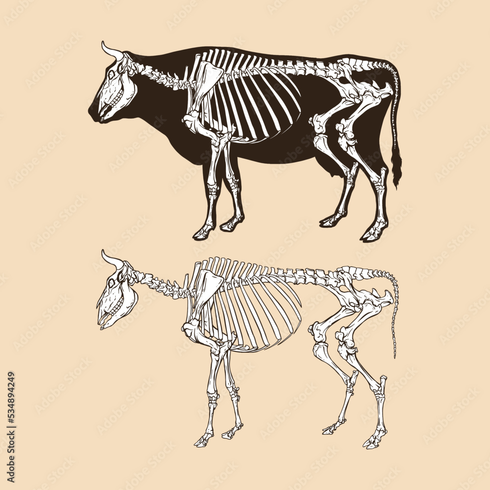 Skeleton cow vector illustration animal Stock Vector | Adobe Stock