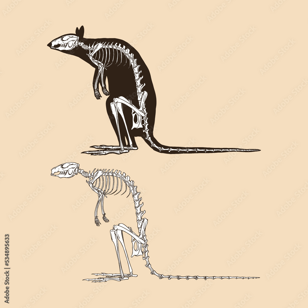 Skeleton kangaroo vector illustration animal Stock Vector | Adobe Stock