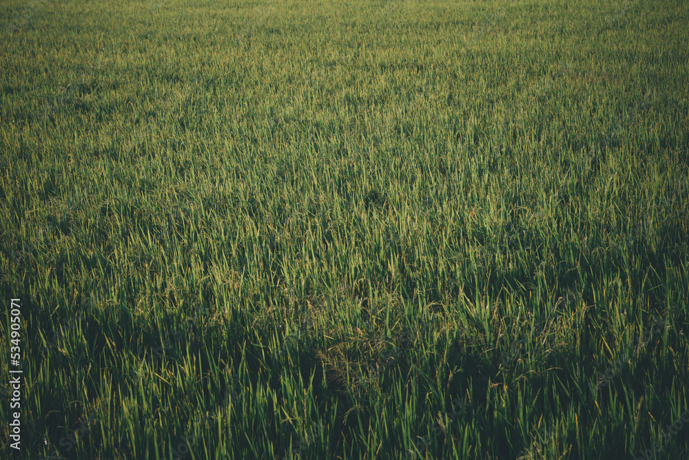 Nature of rice field on rice paddy Stock Photo | Adobe Stock