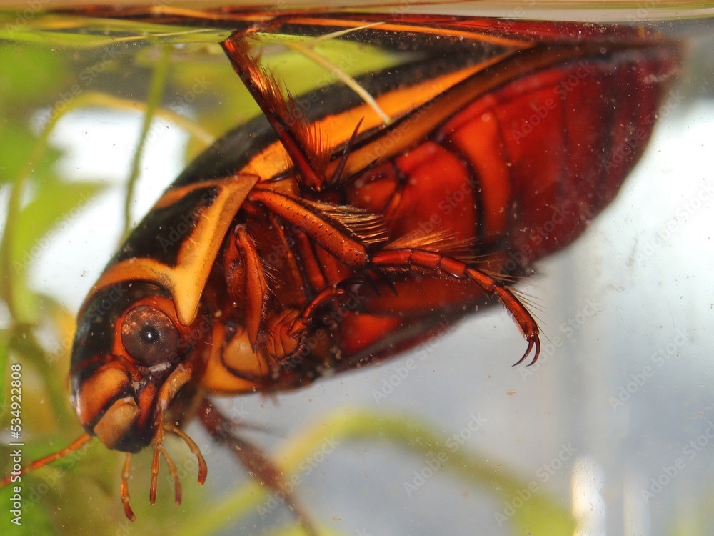 The diving beetle Dytiscus latissimus male in an underwater habitat ...