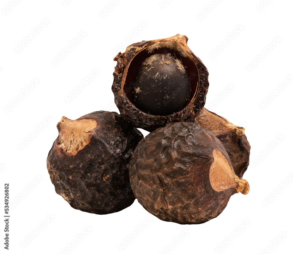 Soap Nut Tree or Sapindus rarak fruits isolated white background. Stock ...