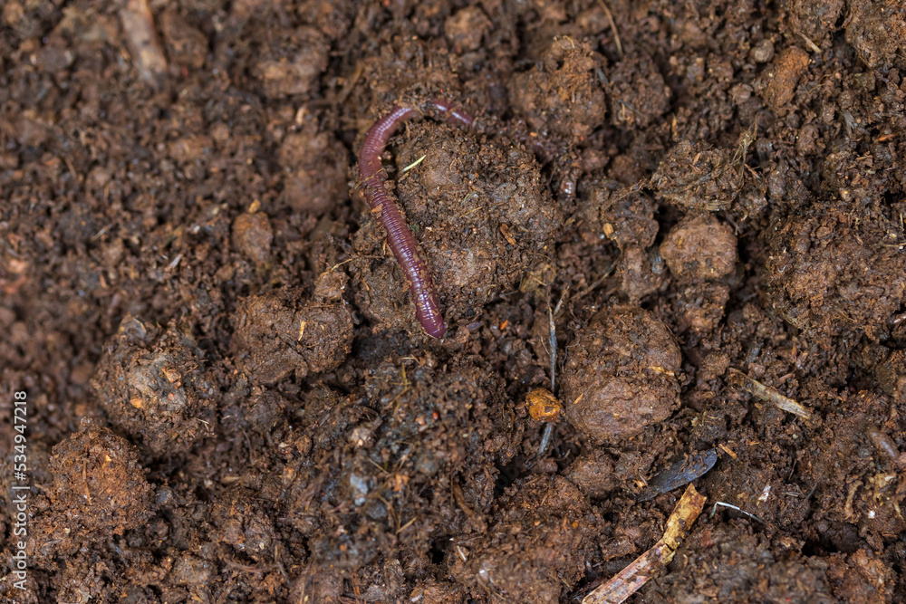 Earthworm moving on the fertile soil. Dendrobaena is a burrowing ...