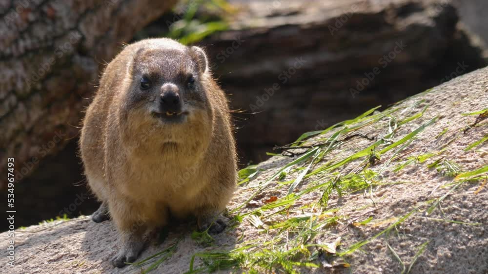 Close up of Rock hyrax also dassie eating grass Stock Video | Adobe Stock