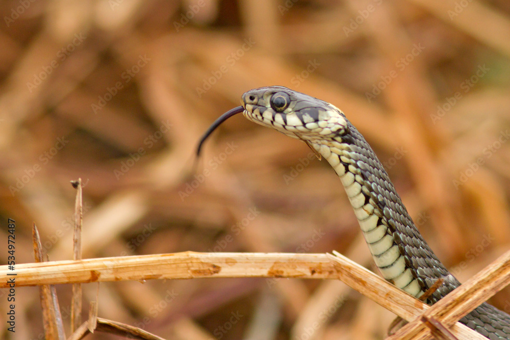 zaskroniec zwyczajny (Natrix natrix) Stock Photo | Adobe Stock